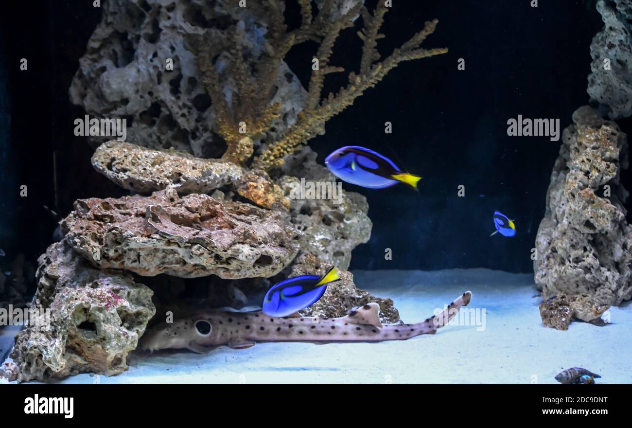 tropical fish aquarium at the public zoo Stock Photo - Alamy