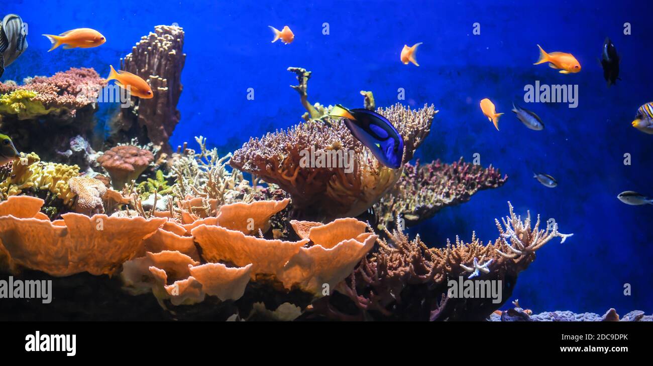 tropical fish aquarium at the public zoo Stock Photo - Alamy