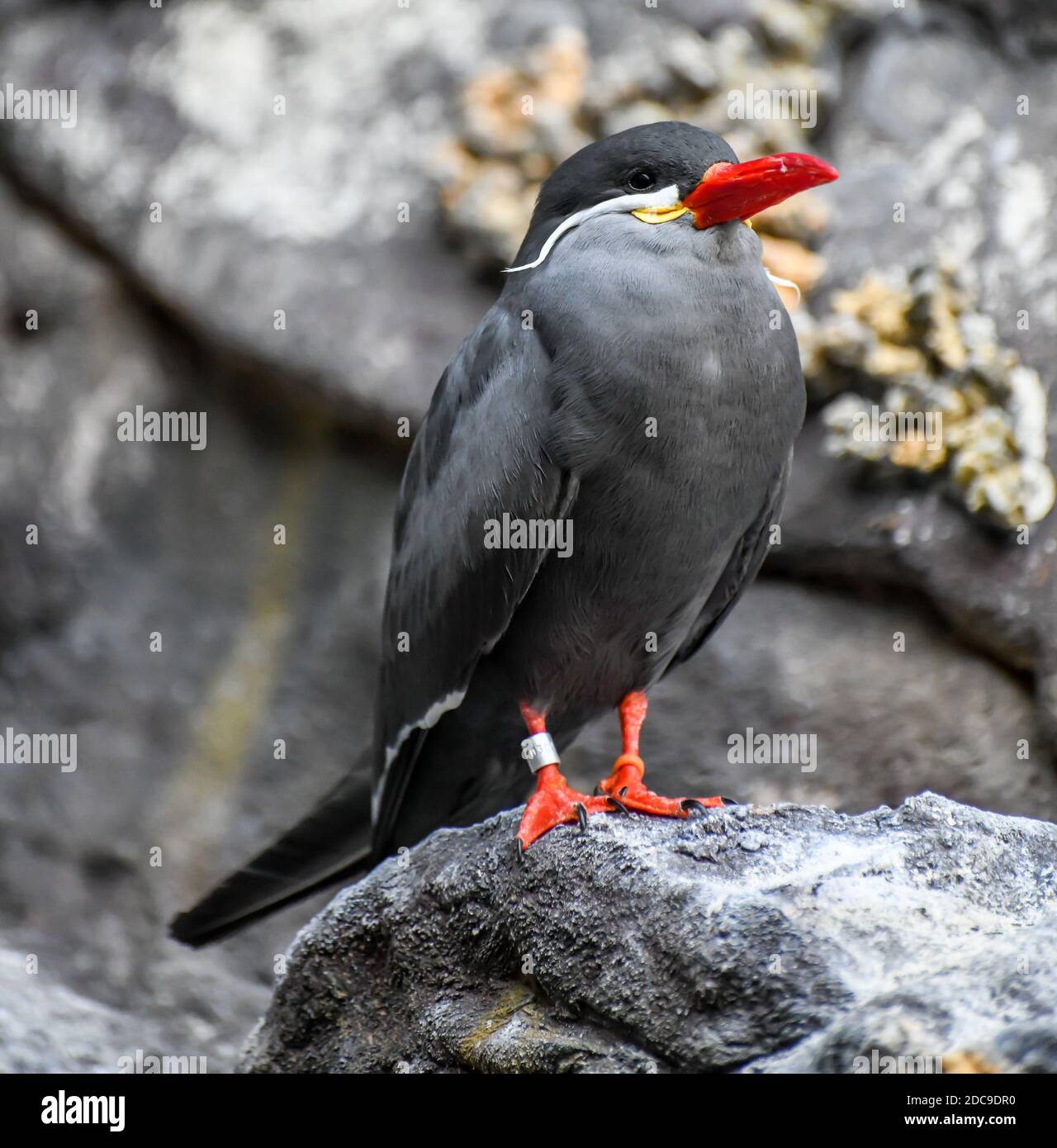 exotic colorful tropical bird in the public zoo Stock Photo - Alamy