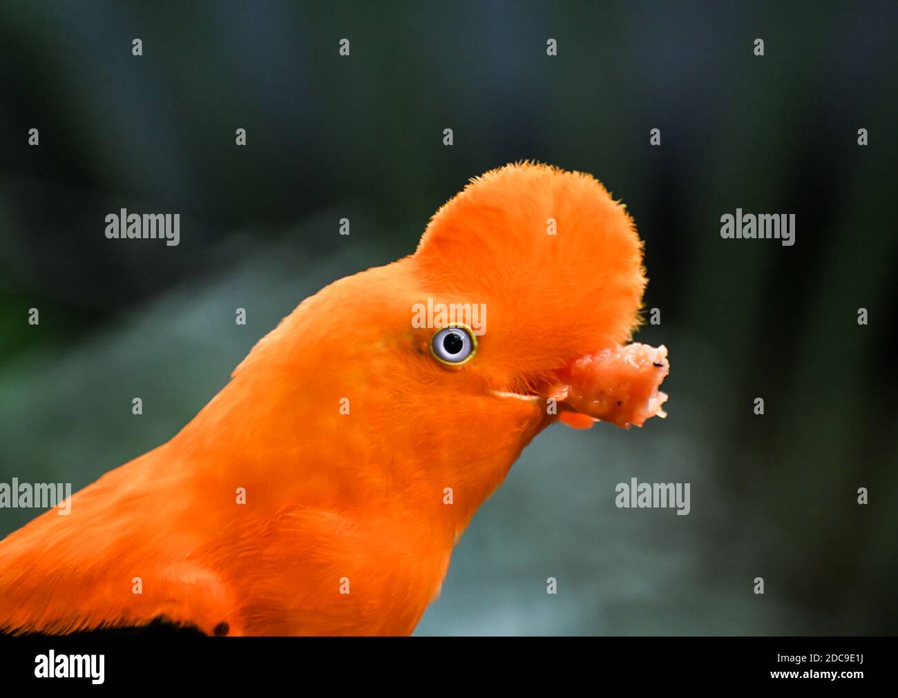 exotic colorful tropical bird in the public zoo Stock Photo - Alamy