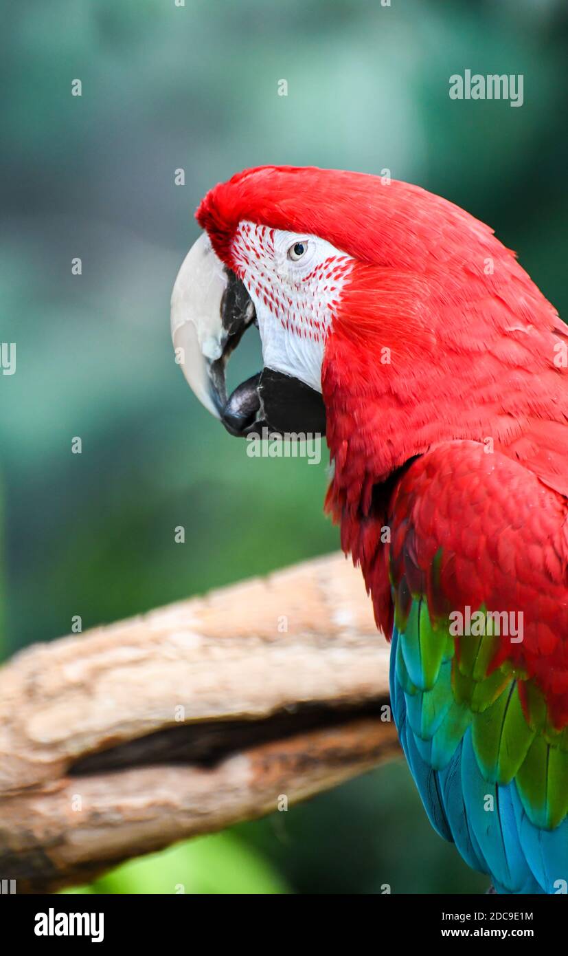 exotic colorful tropical bird in the public zoo Stock Photo - Alamy