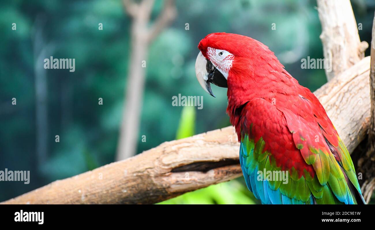 exotic colorful tropical bird in the public zoo Stock Photo - Alamy
