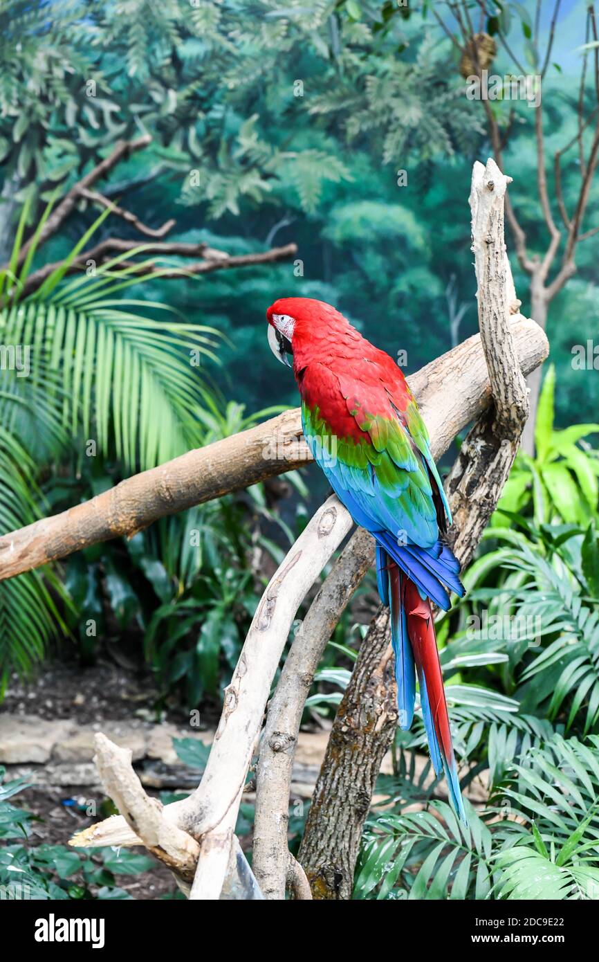 exotic colorful tropical bird in the public zoo Stock Photo - Alamy