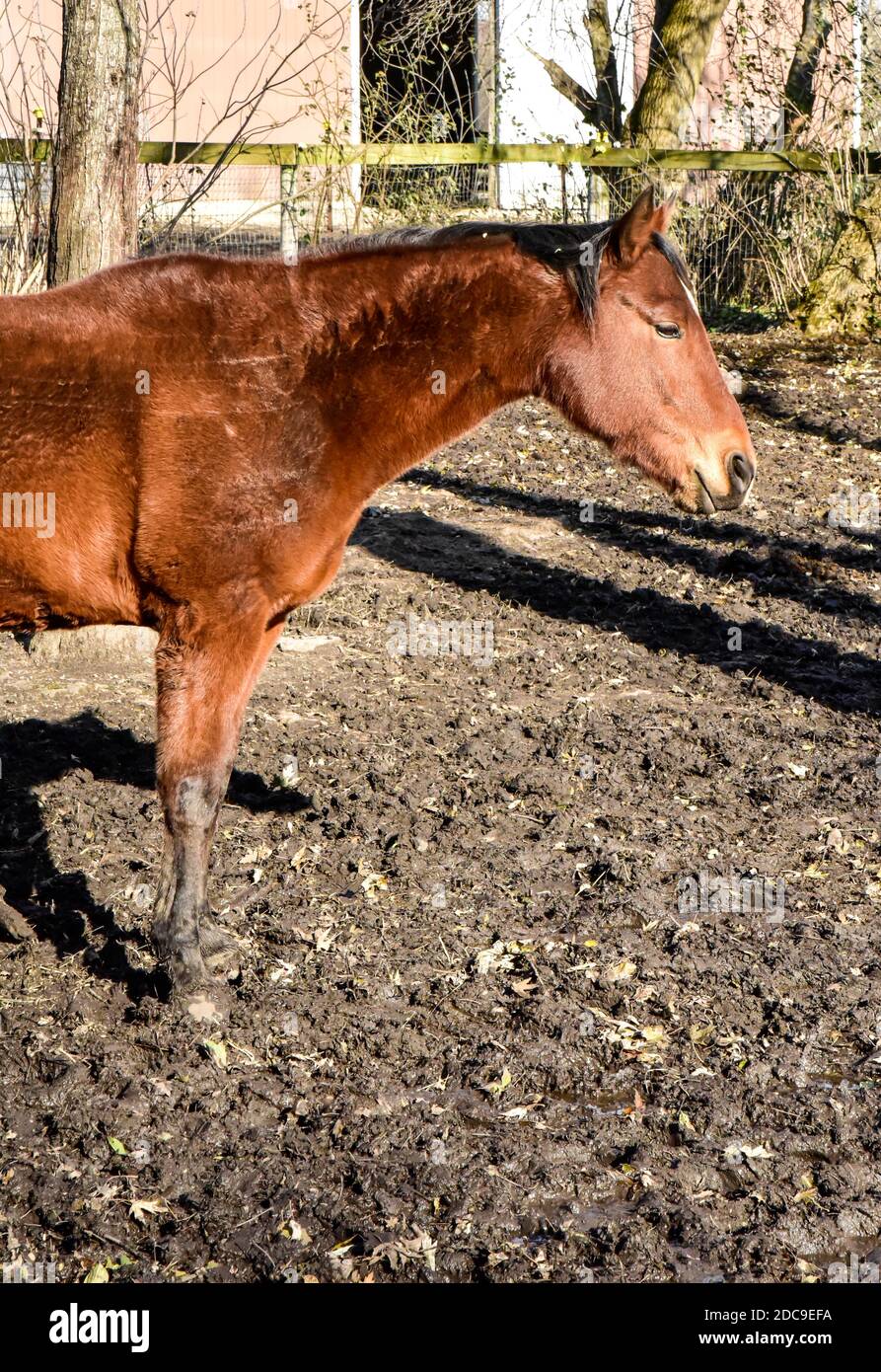 Horse in the stable paddock Stock Photo - Alamy