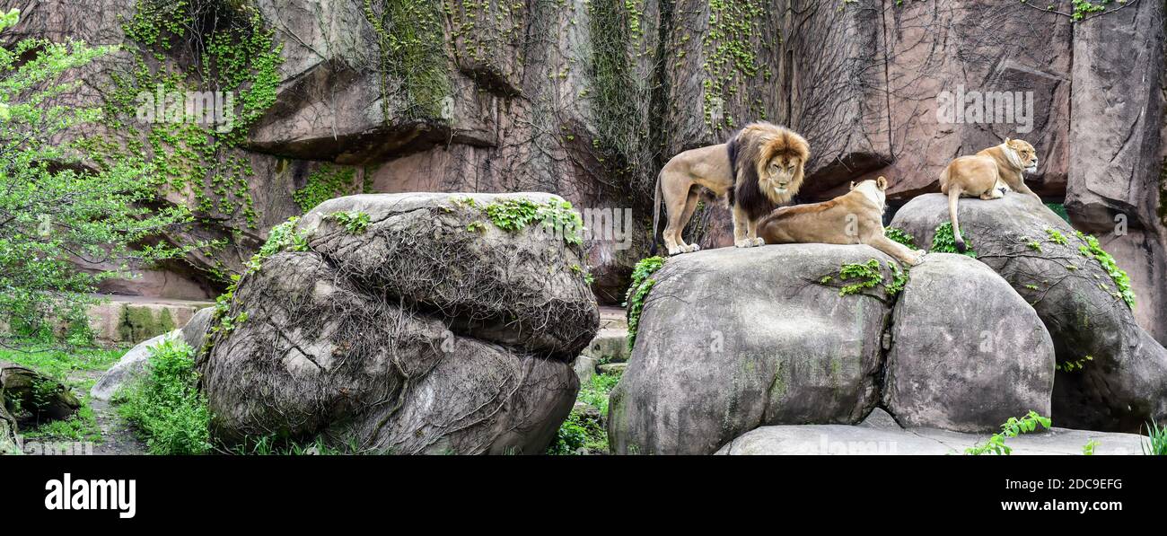 Lions resting on the rock in the public Zoo Stock Photo - Alamy