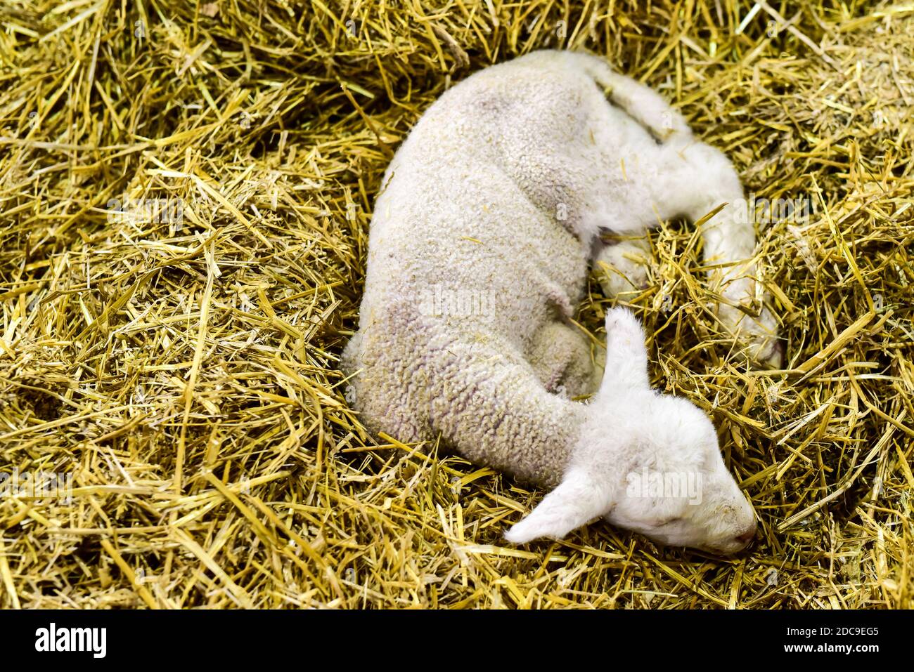 baby infant lamb on the hay by mother Stock Photo - Alamy