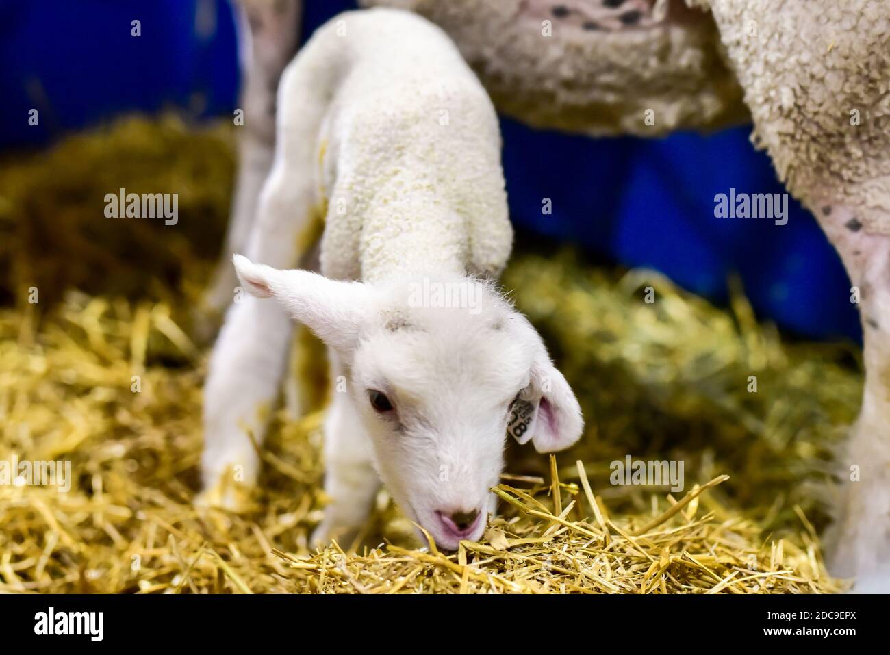 baby infant lamb on the hay by mother Stock Photo - Alamy
