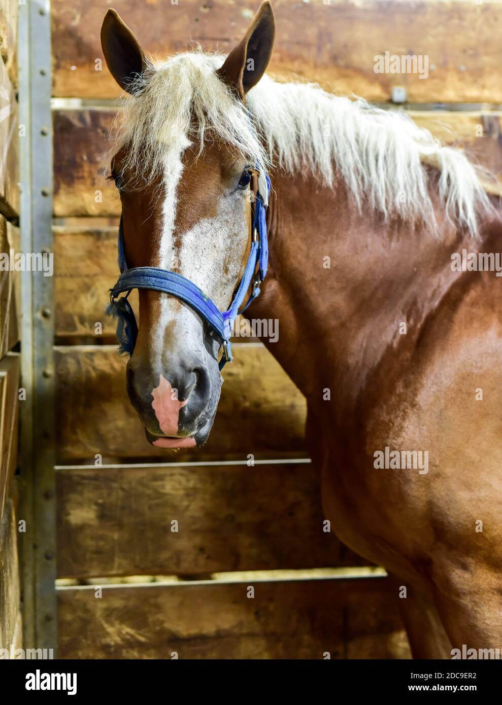 Horse in the stable paddock Stock Photo - Alamy