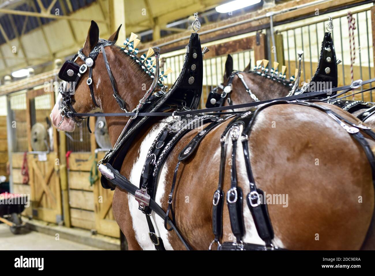 Horse in the stable paddock Stock Photo - Alamy