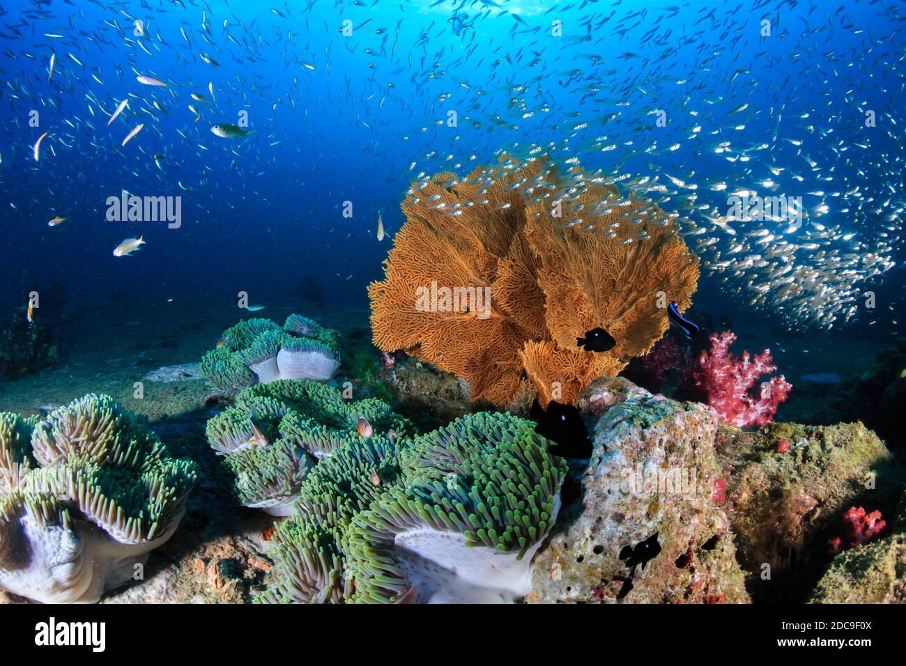 Beautiful schools of fish hi-res stock photography and images - Alamy
