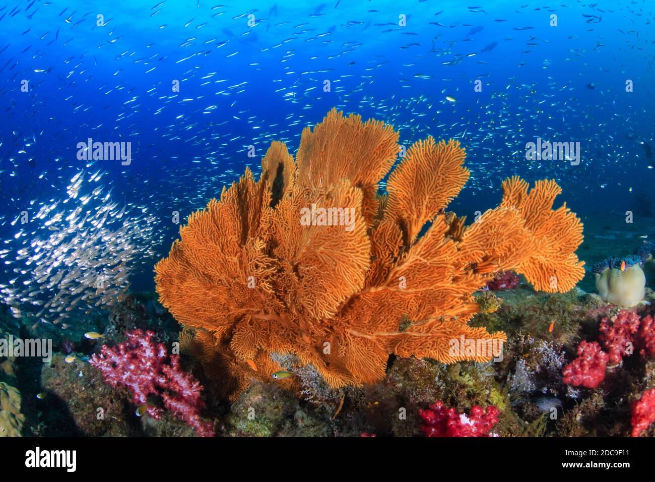 Beautiful Sea Fan Coral High Resolution Stock Photography and Images ...