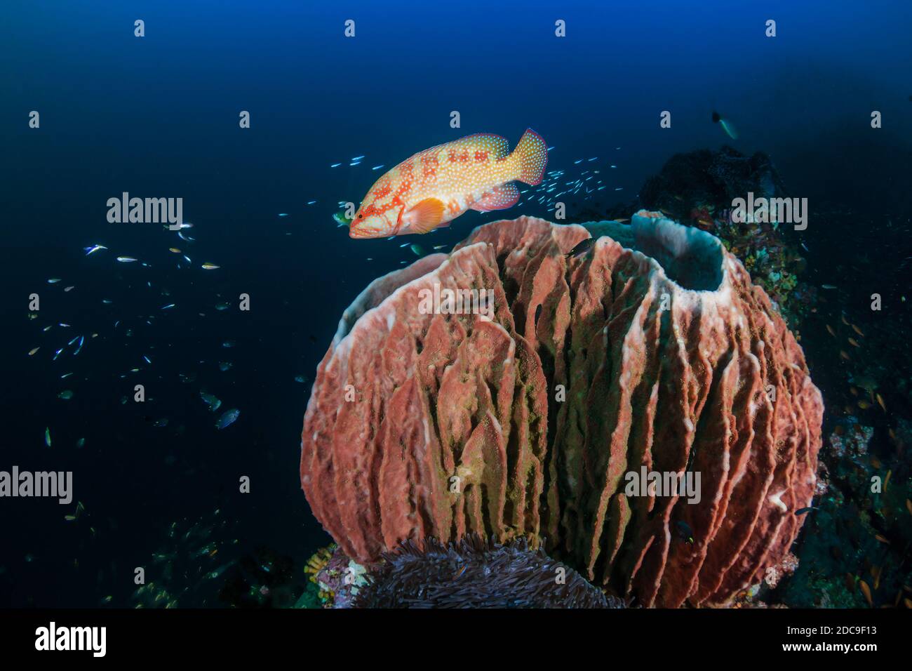 Beautiful Barrel Sponge on a tropical coral reef in Asia Stock Photo ...