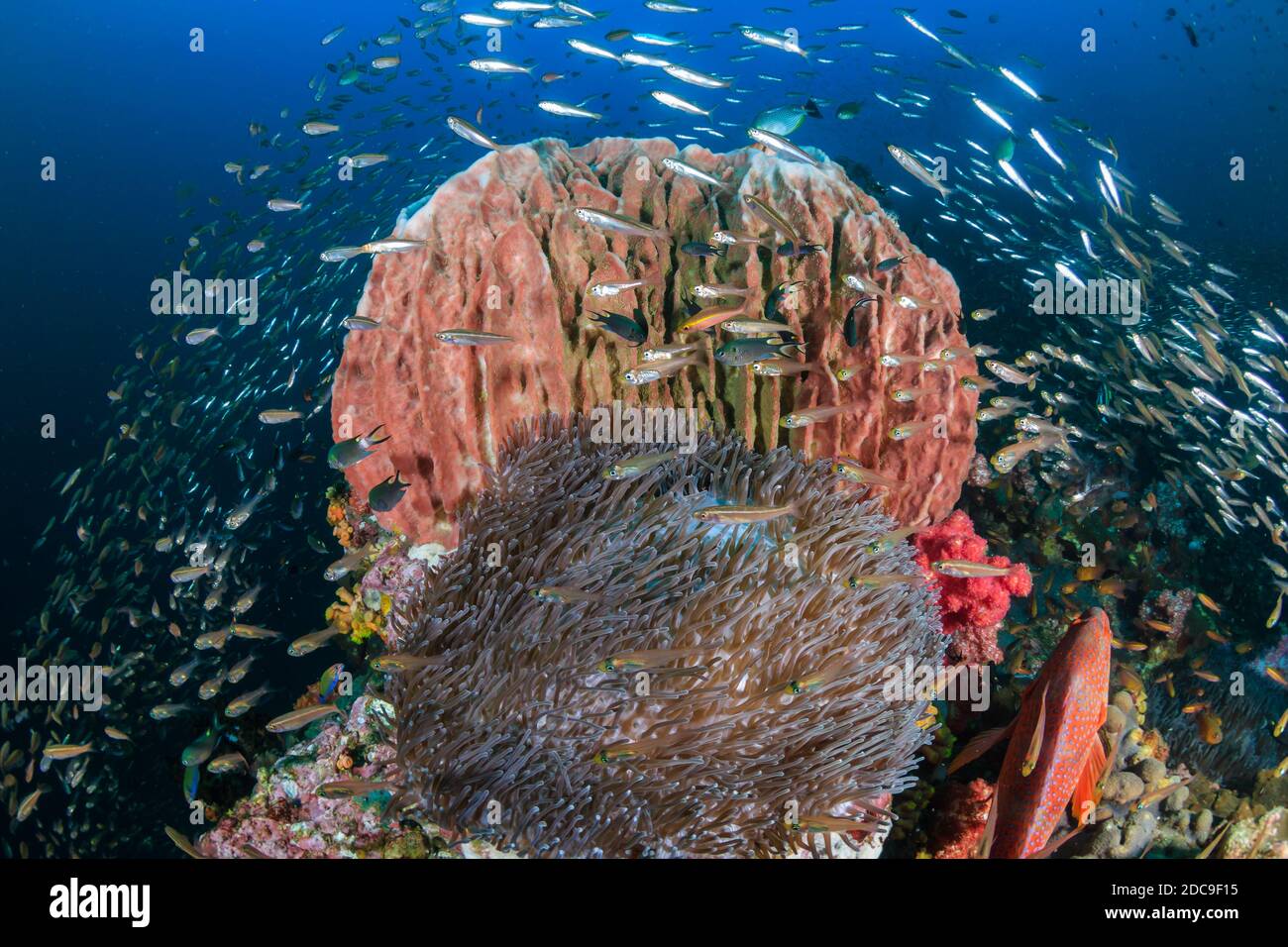 Beautiful Barrel Sponge on a tropical coral reef in Asia Stock Photo ...