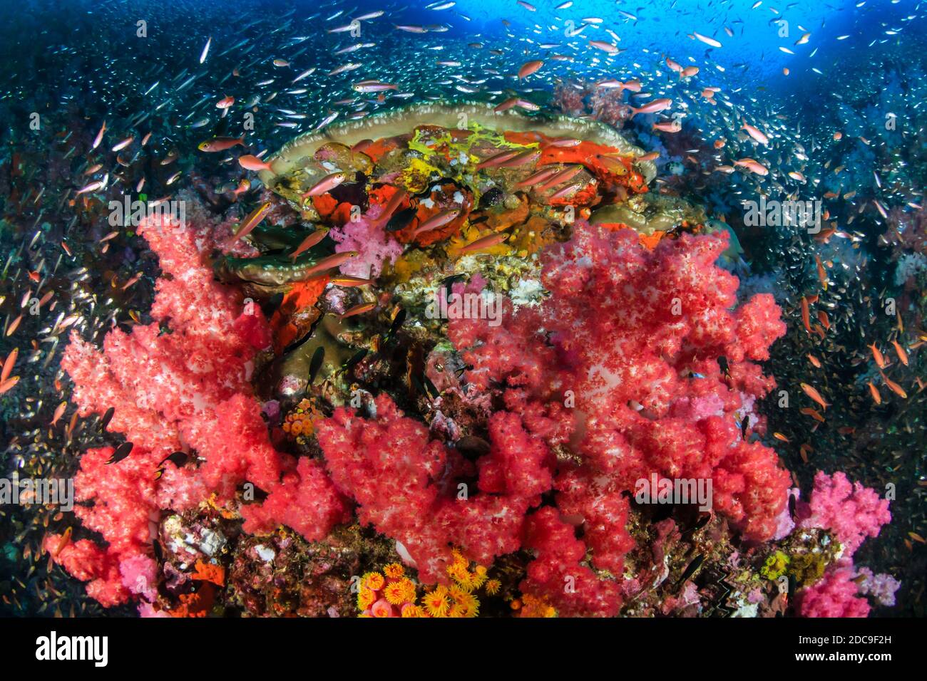 Colorful tropical fish swimming around a tropical coral reef in Asia ...