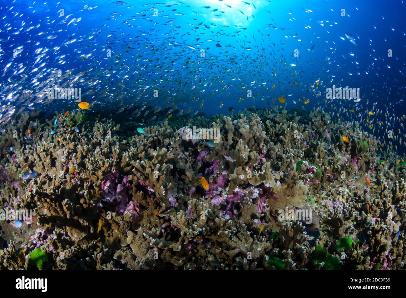 Colorful tropical fish swimming around a tropical coral reef in Asia ...
