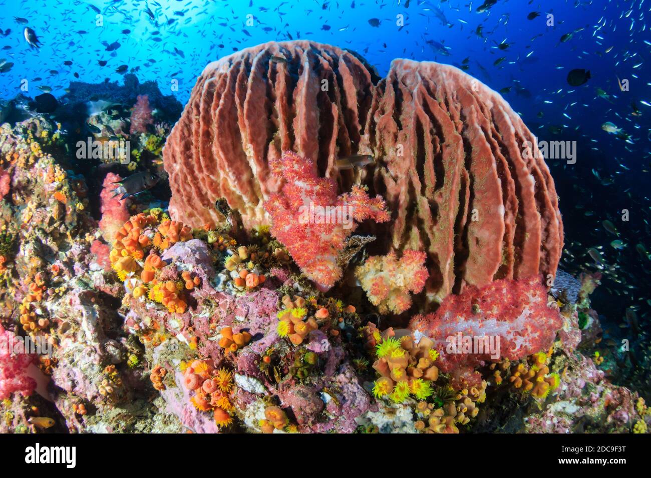 Beautiful Barrel Sponge on a tropical coral reef in Asia Stock Photo ...
