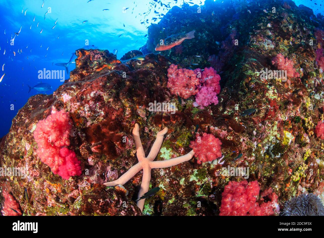 Starfish Coral Reef High Resolution Stock Photography and Images - Alamy