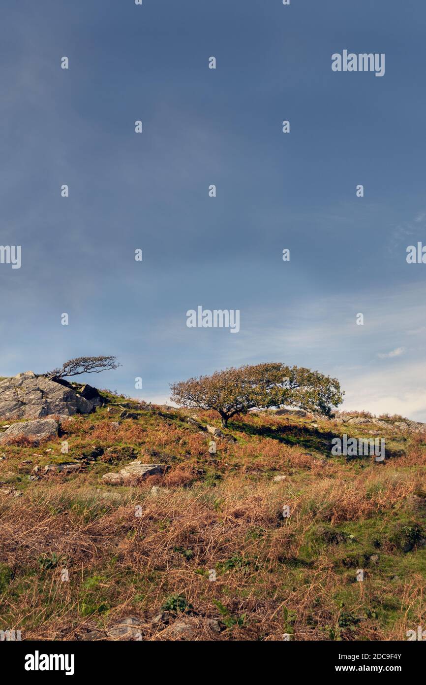 Two wind trees hi-res stock photography and images - Alamy