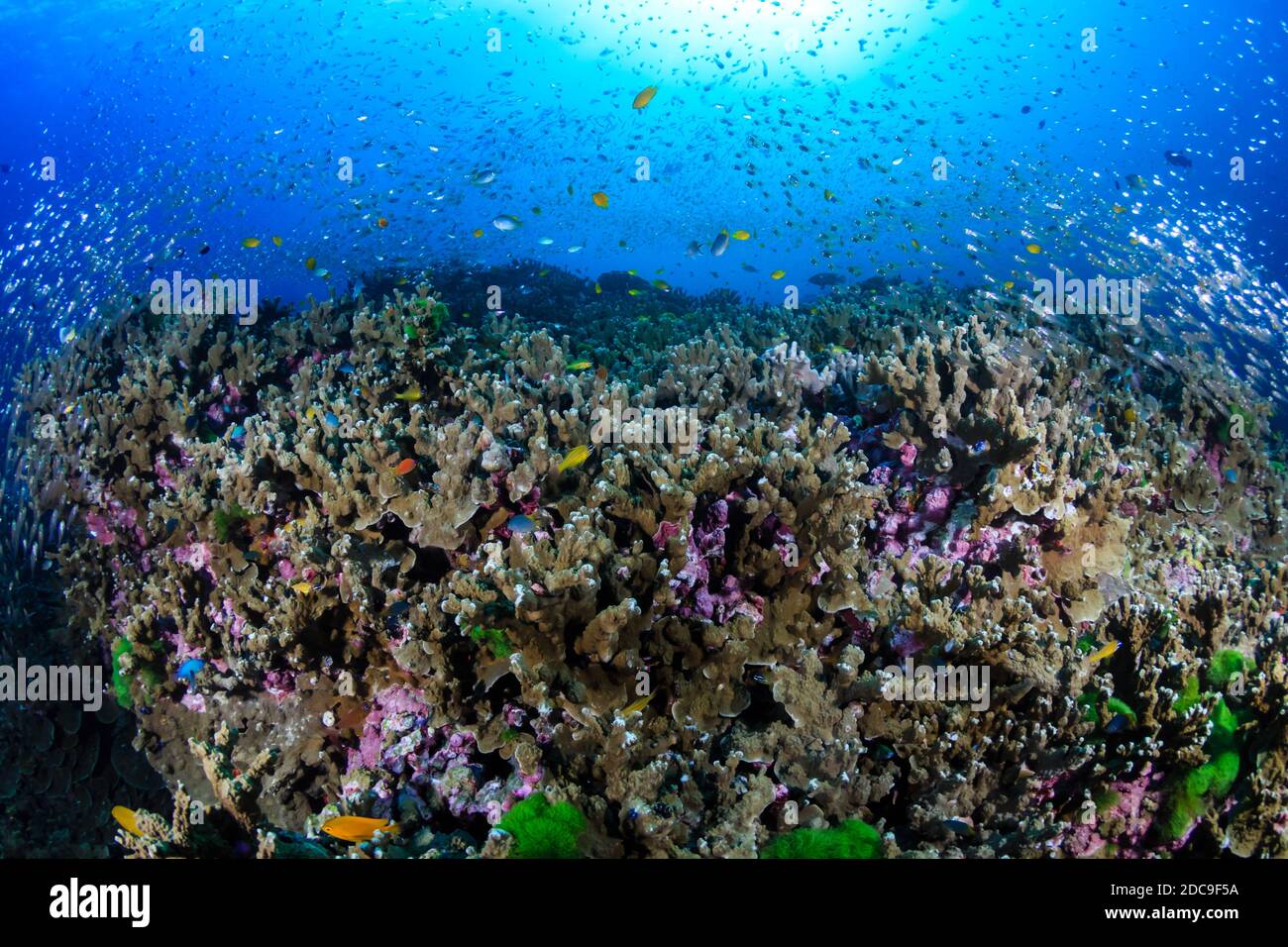 Colorful tropical fish swimming around a tropical coral reef in Asia ...