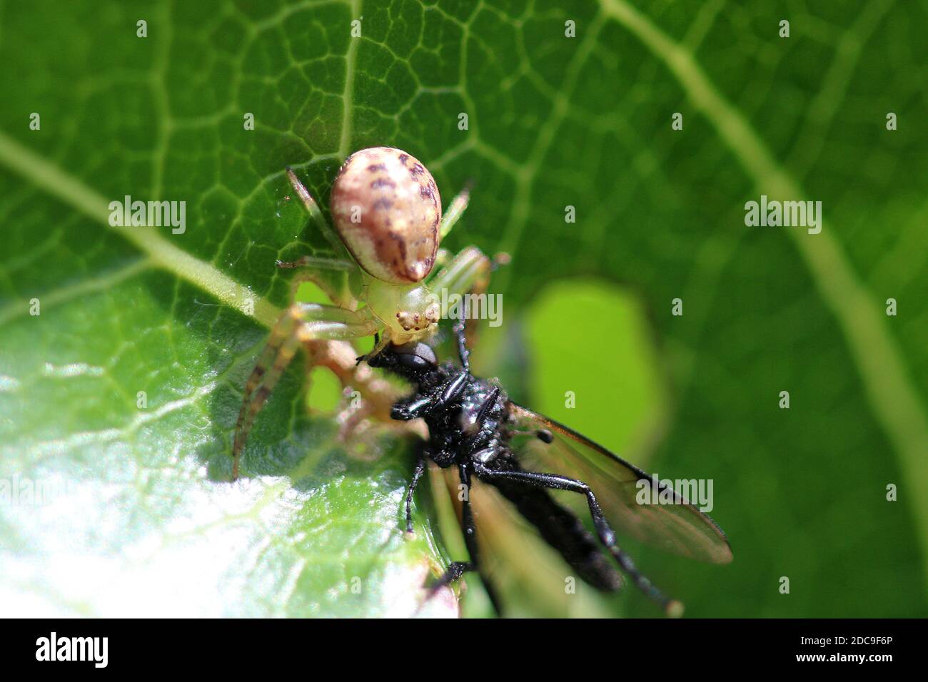 Flower spider hi-res stock photography and images - Alamy
