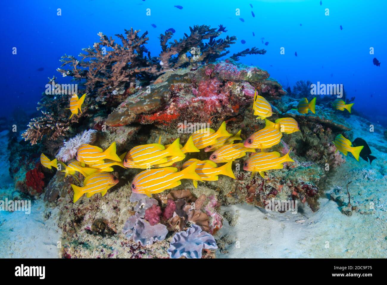 Blue Stripe Snapper on a colorful tropical coral reef in the Andaman ...