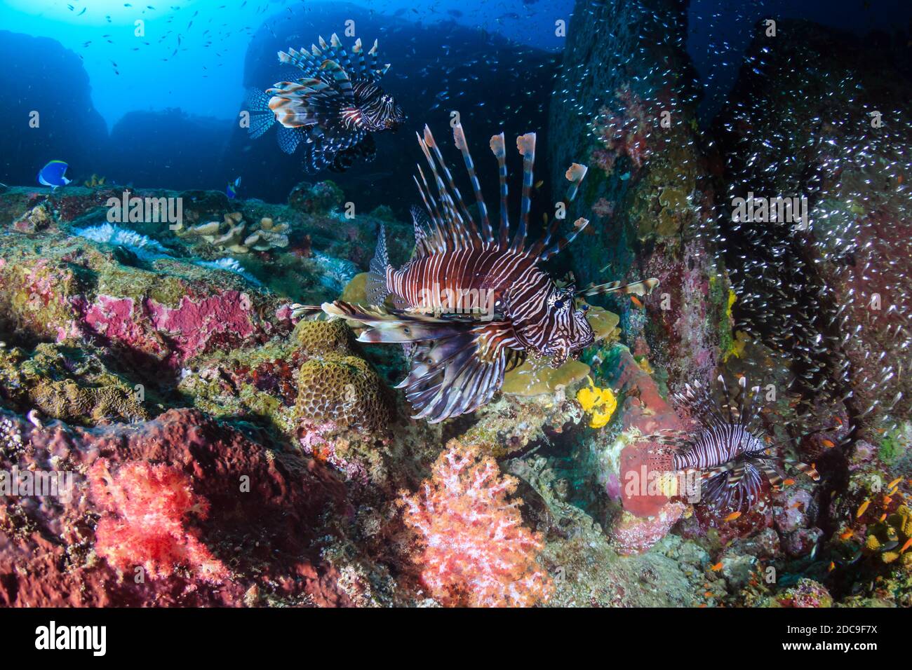 Predatory Lionfish patrolling a dark tropical coral reef at dawn Stock ...