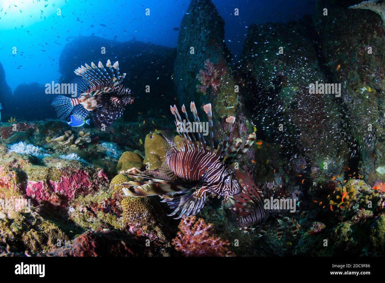 Predatory Lionfish patrolling a dark tropical coral reef at dawn Stock ...