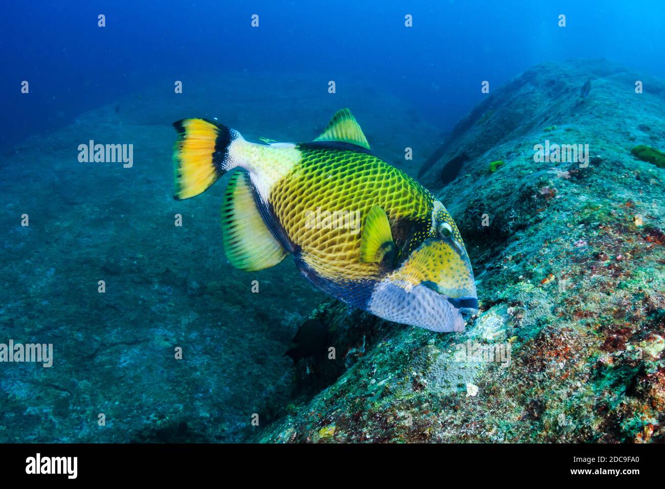 A large Titan Triggerfish feeding on a dark tropical coral reef Stock ...