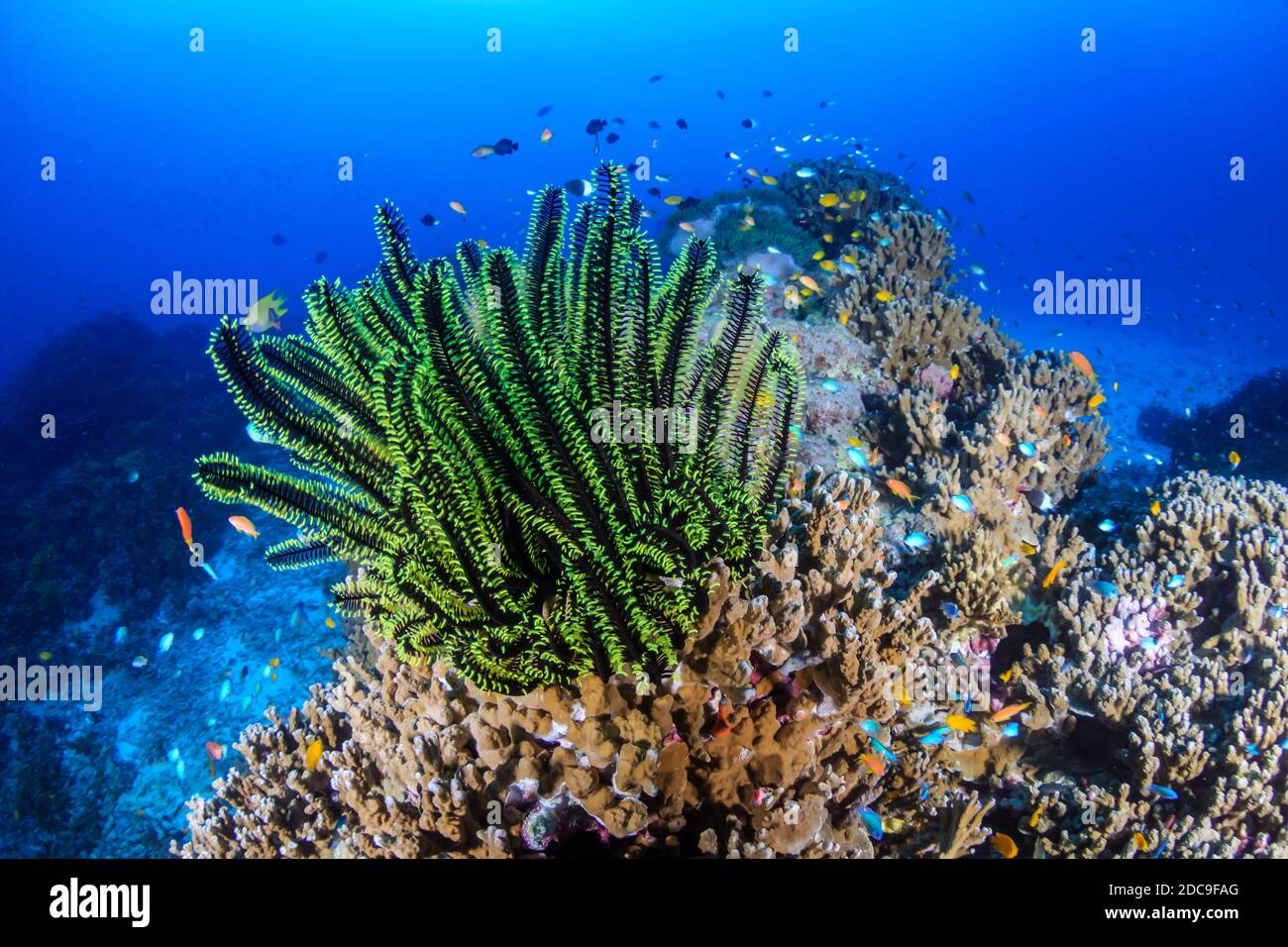 Underwater Crinoid Feather Star High Resolution Stock Photography and ...
