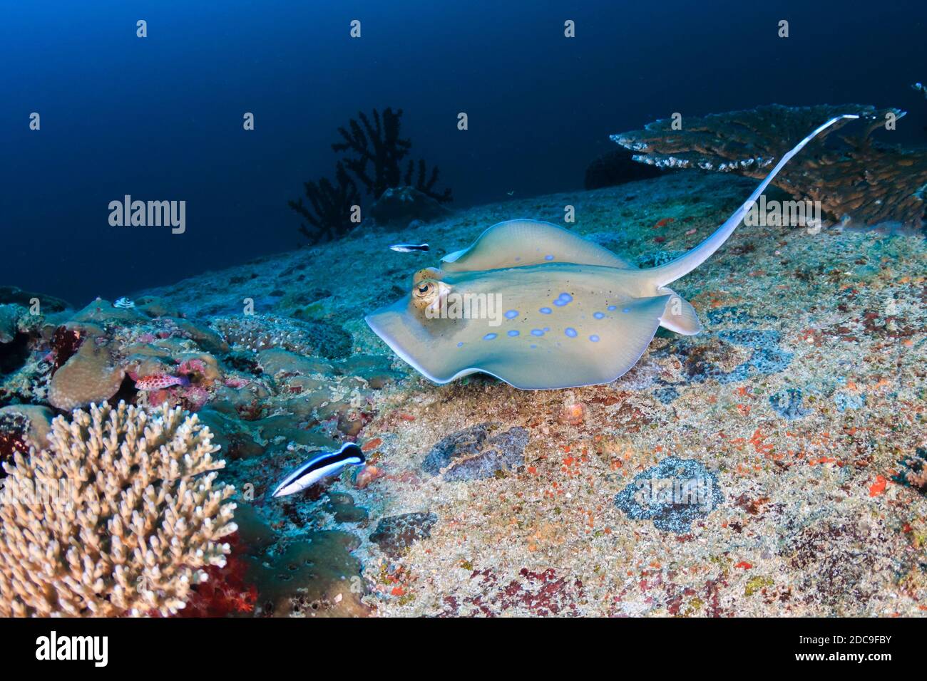 Kuhls ray hi-res stock photography and images - Alamy