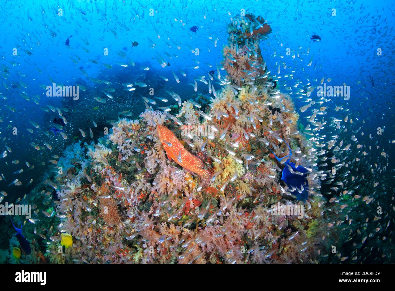 Colorful tropical fish swimming around a tropical coral reef in Asia ...