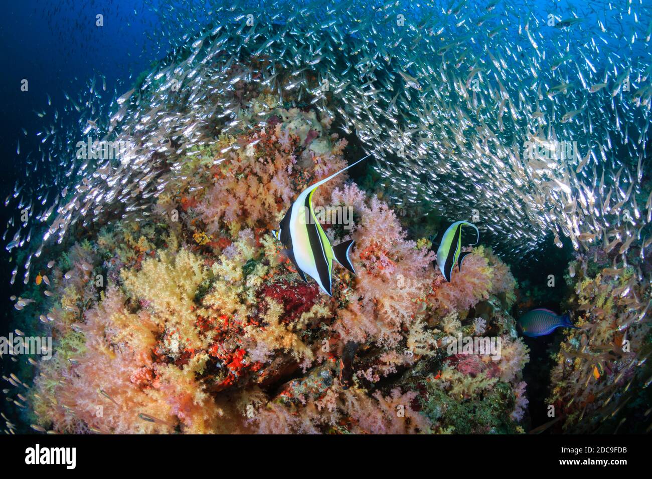 Moorish Idols and tropical fish on a colorful coral reef Stock Photo ...