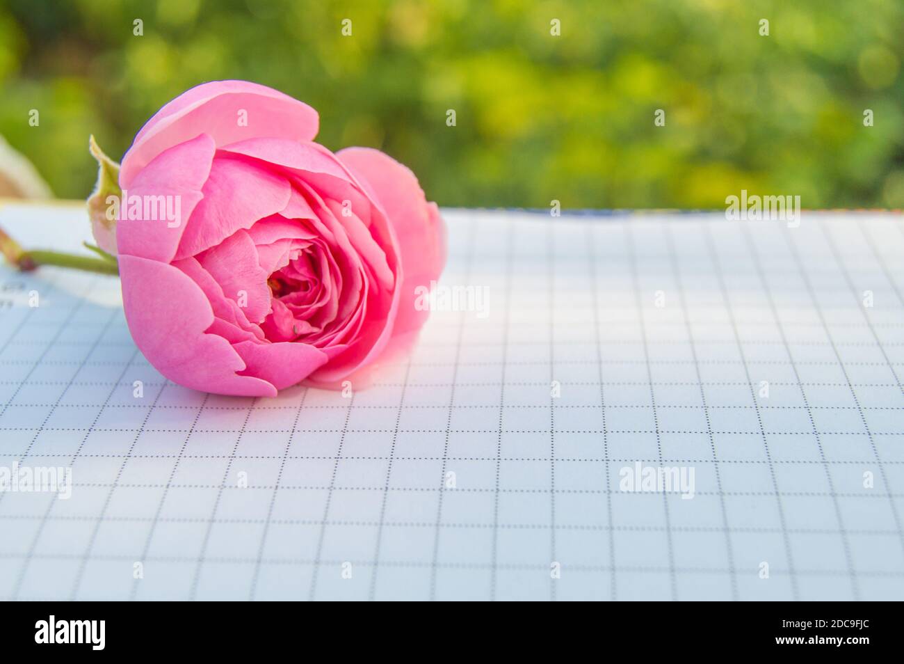 Rose sweet memories hi-res stock photography and images - Alamy