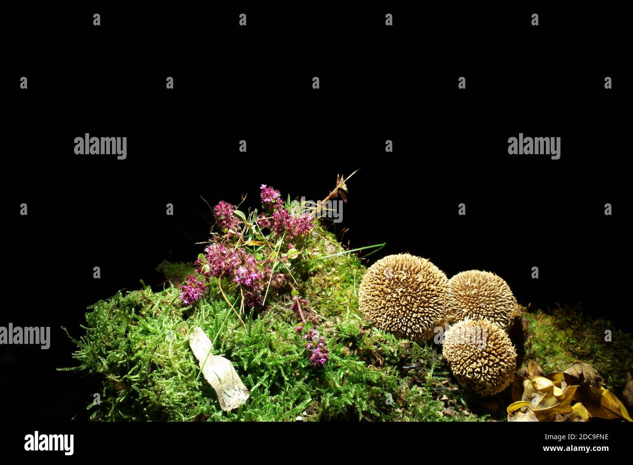 Mushrooms spiny puffball on the black background on the wood ...