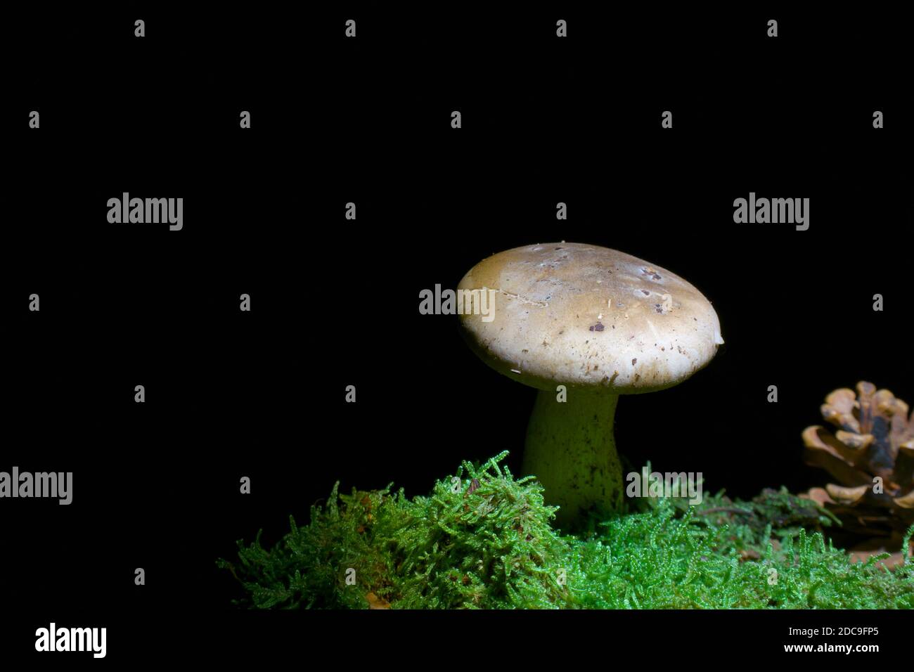 Funnel Mushroom High Resolution Stock Photography and Images - Alamy