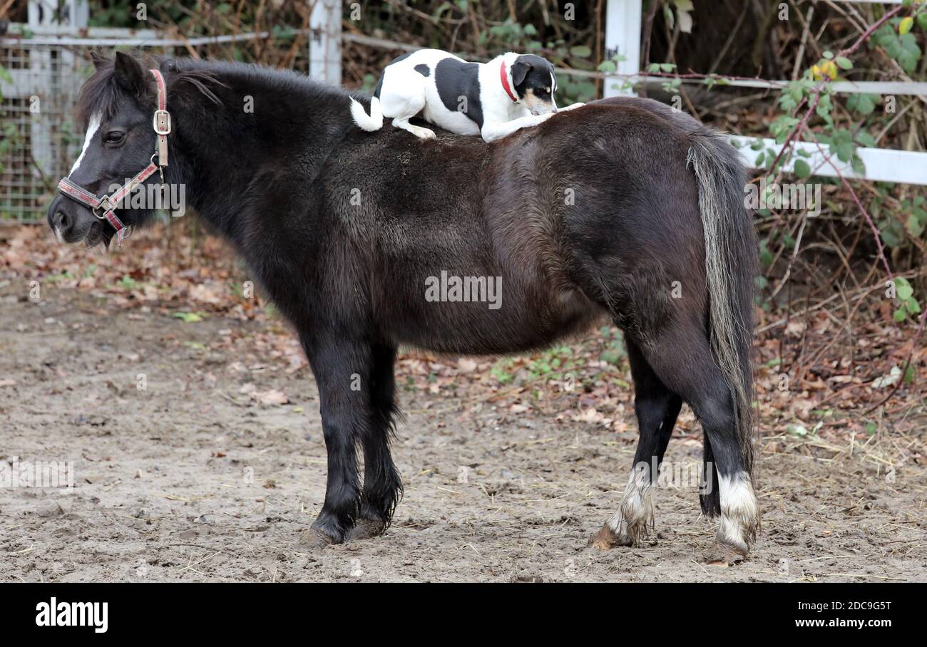 25.12.2018, Hoppegarten, Brandenburg, Germany - Dog lies on the back of ...