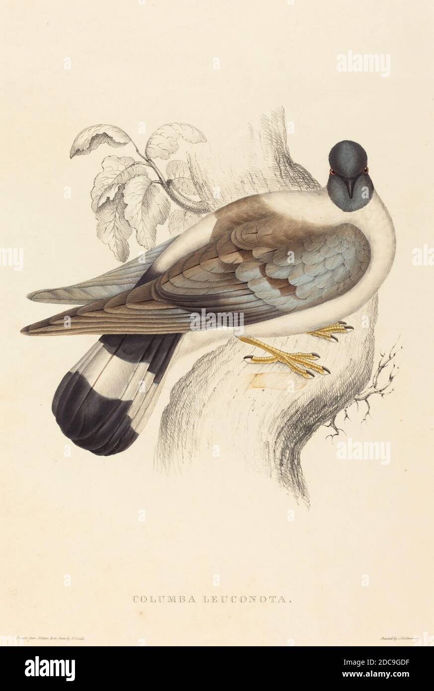 Elizabeth Gould, (artist), British, 1804 - 1841, Columba Leuconota ...