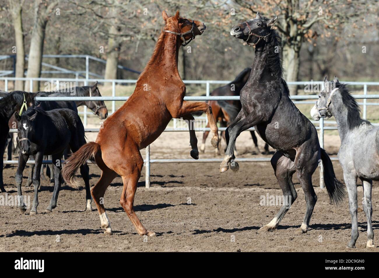 16.02.2019, Graditz, Saxony, Germany - Young stallions fencing out ...