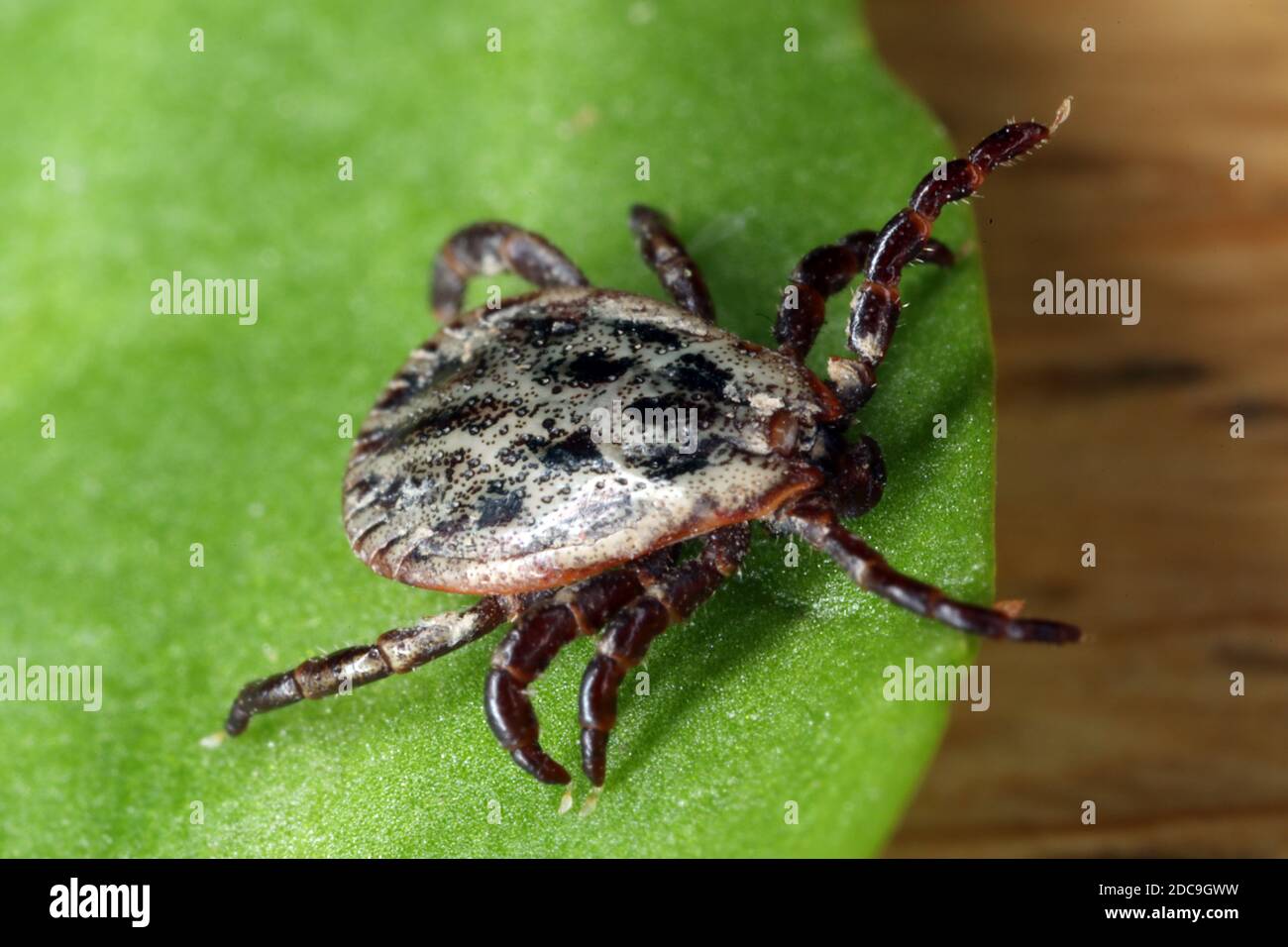 Germany ectoparasite hi-res stock photography and images - Alamy