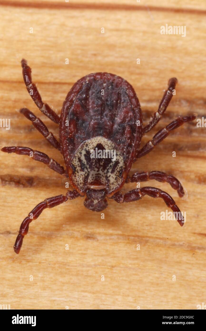 Sheep tick hi-res stock photography and images - Alamy