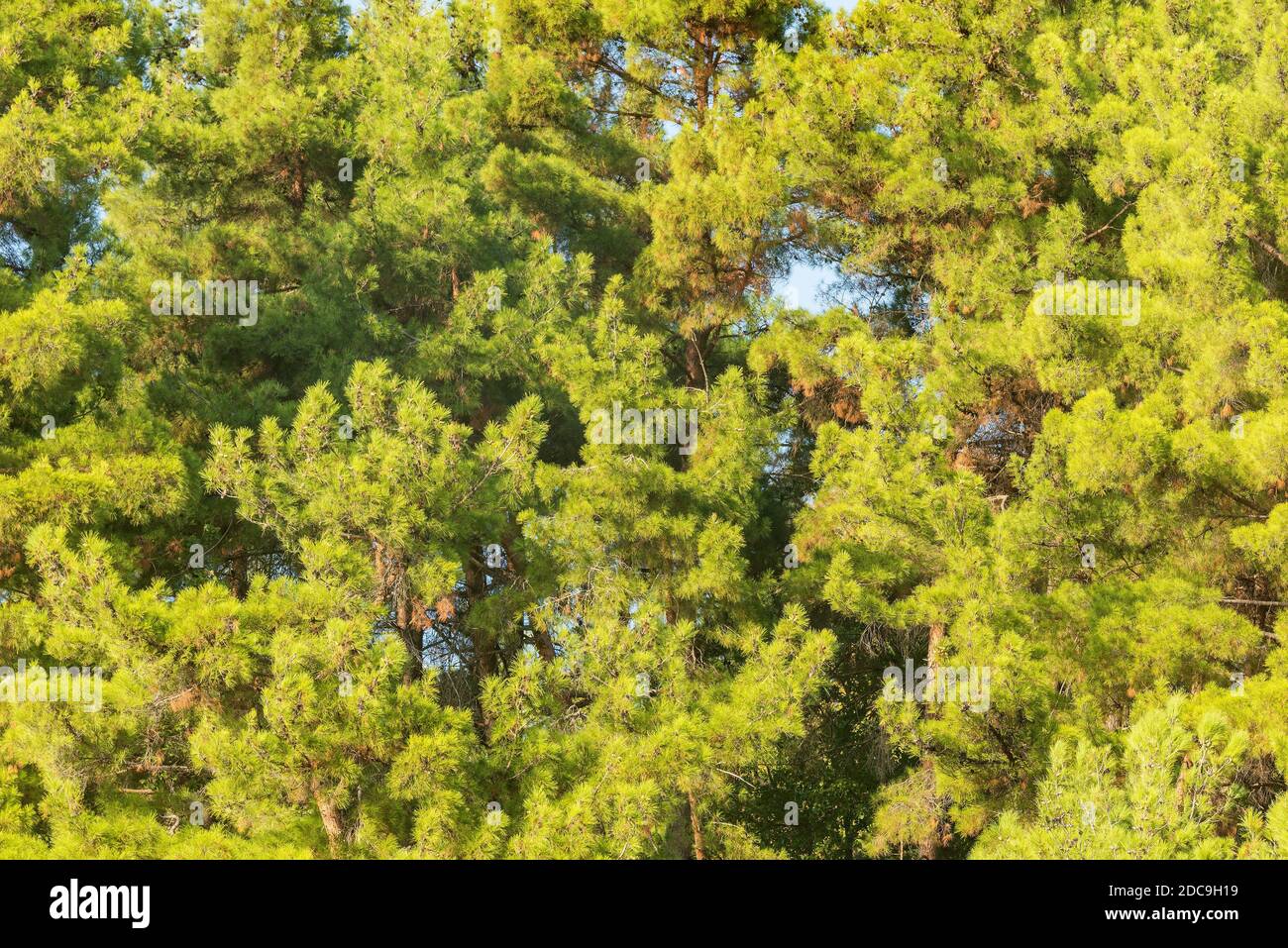 Evergreen larch hi-res stock photography and images - Alamy