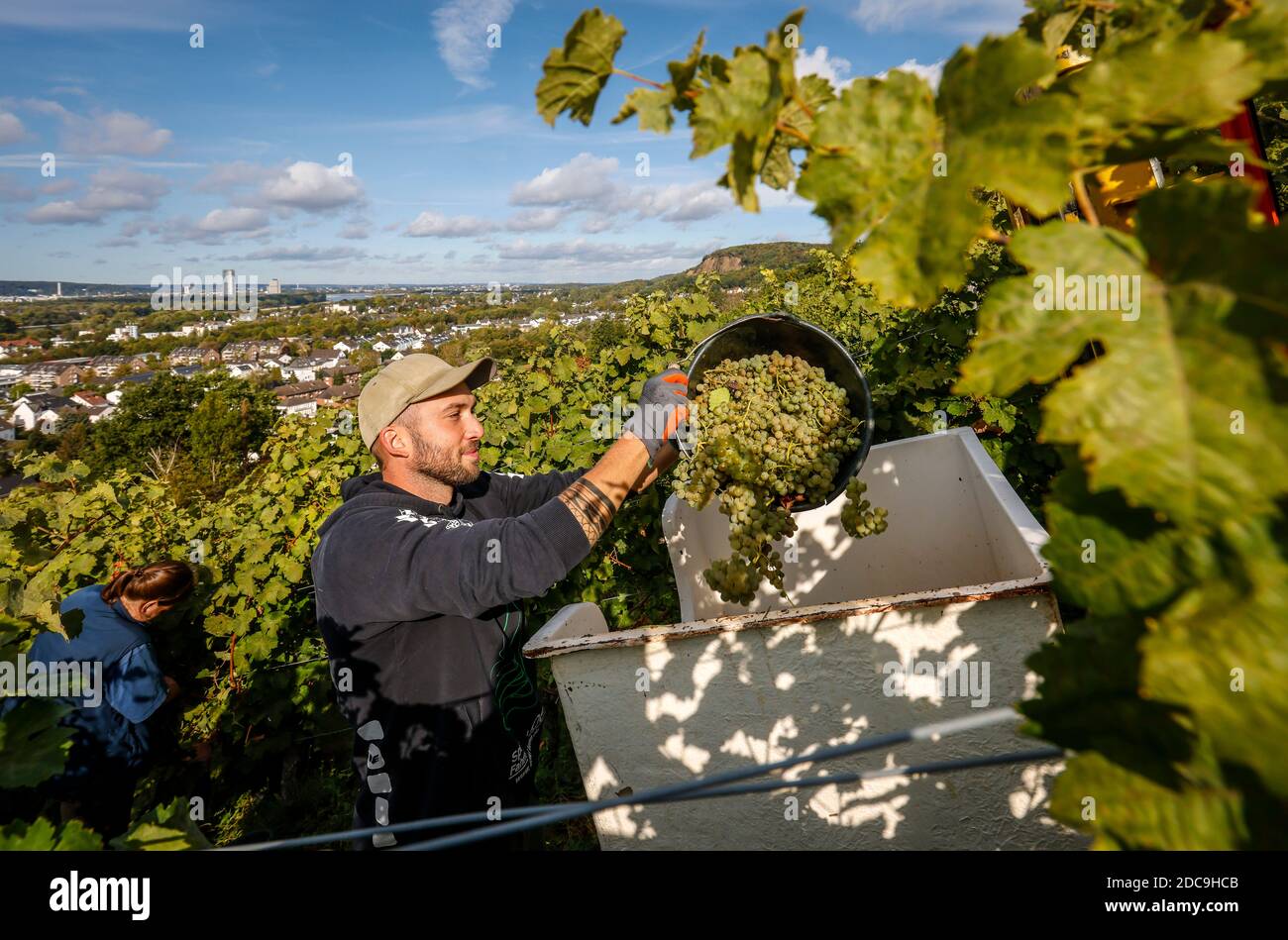 Germany kerner grape harvest in the vineyard hi-res stock photography ...