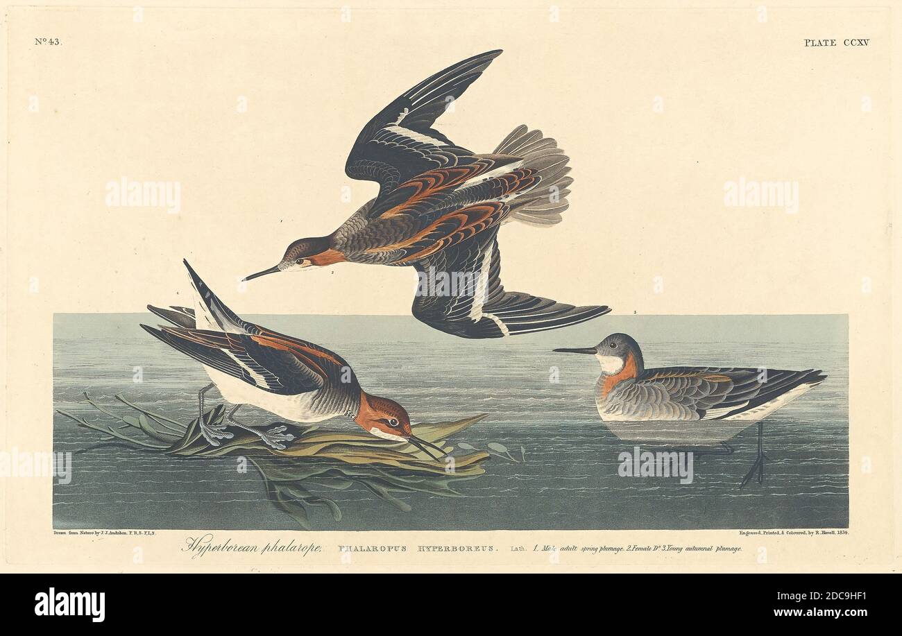 Robert Havell, Jr., (artist), American, born England, 1793 - 1878, John ...