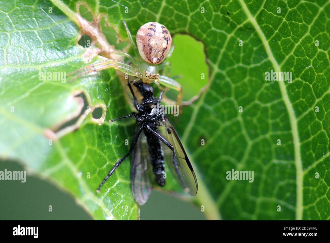 Flower spider hi-res stock photography and images - Alamy