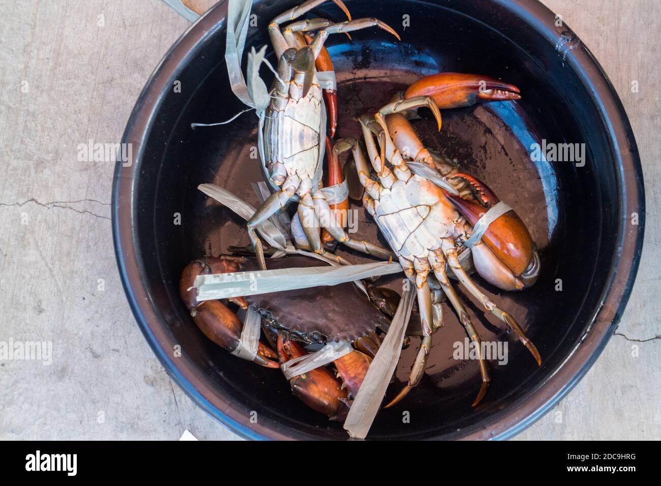 Tied mud crabs at a local market in Cotabato City, Philippines Stock ...