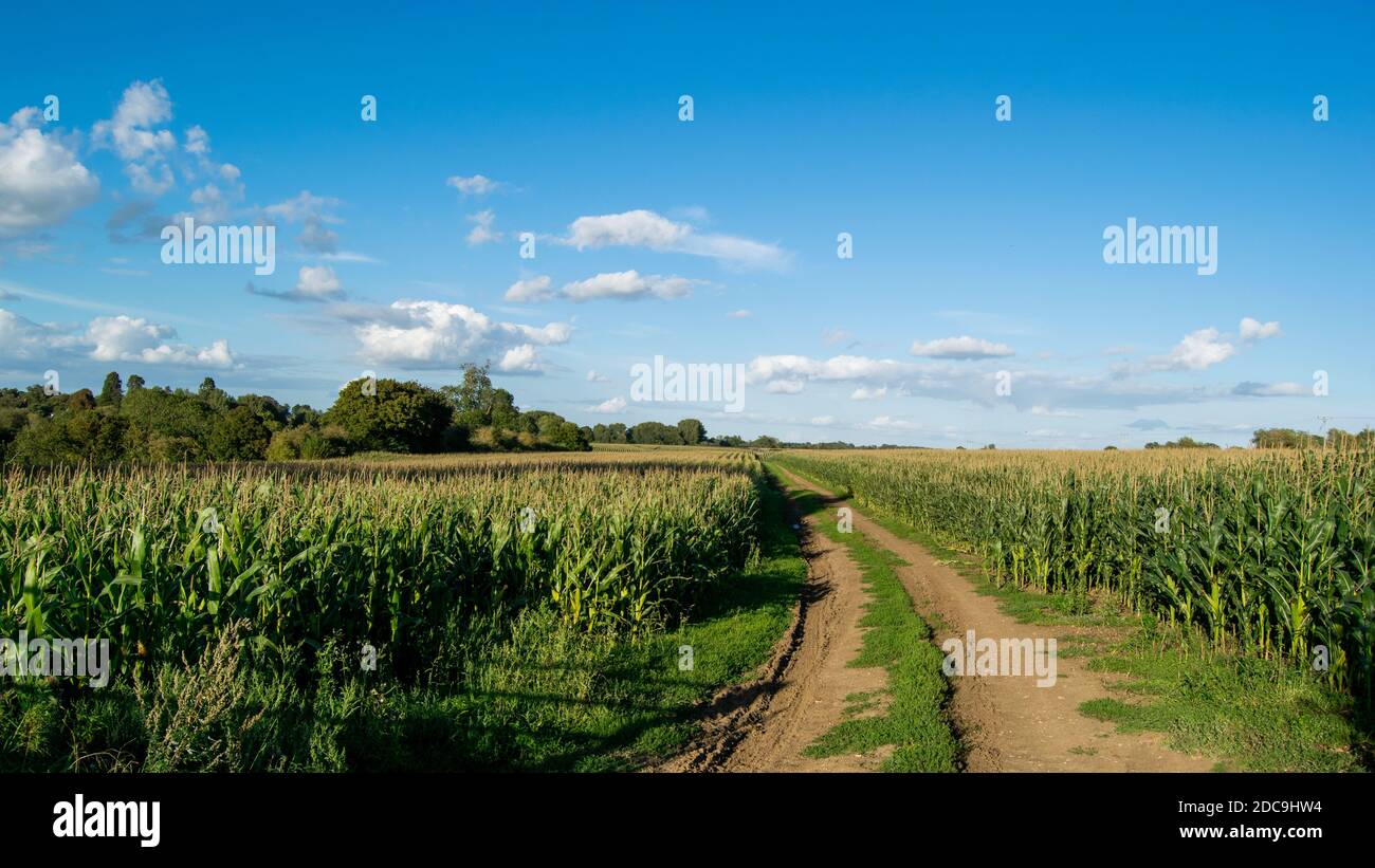Large corn field with with a farm road in the middle and beautiful day ...