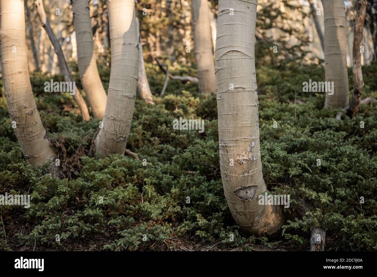 Bending tree trunks hi-res stock photography and images - Alamy
