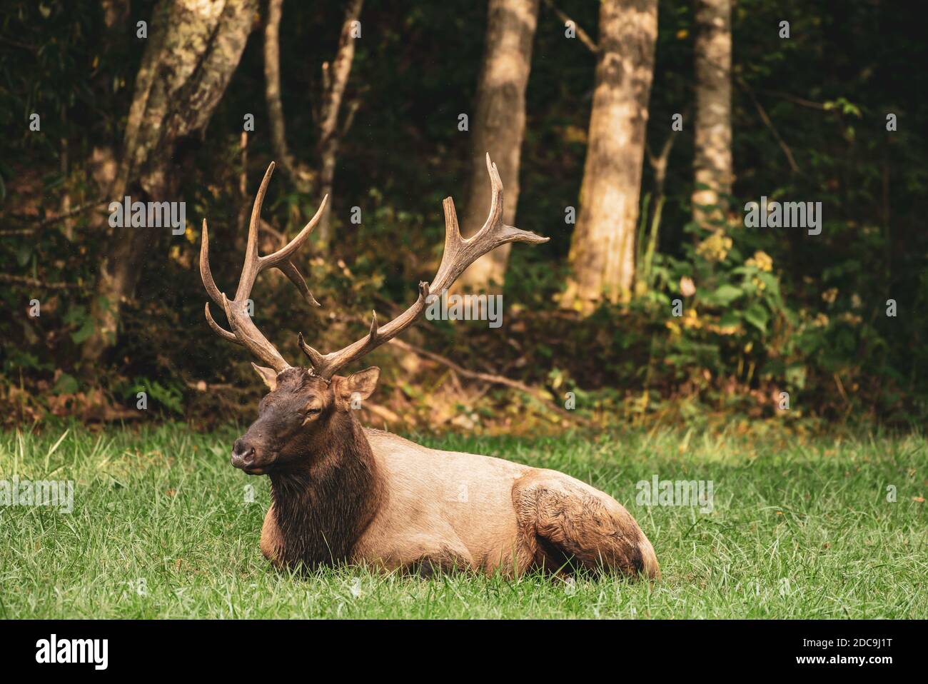 Bull Elk Sits In Grass with Eyes Closed along the Blue Ridge Parkway in ...