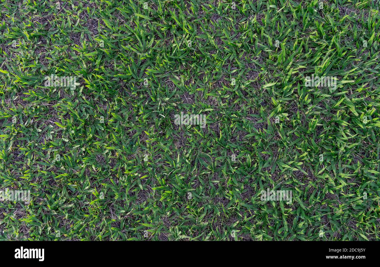 Close up natural grass (top view photo Stock Photo - Alamy