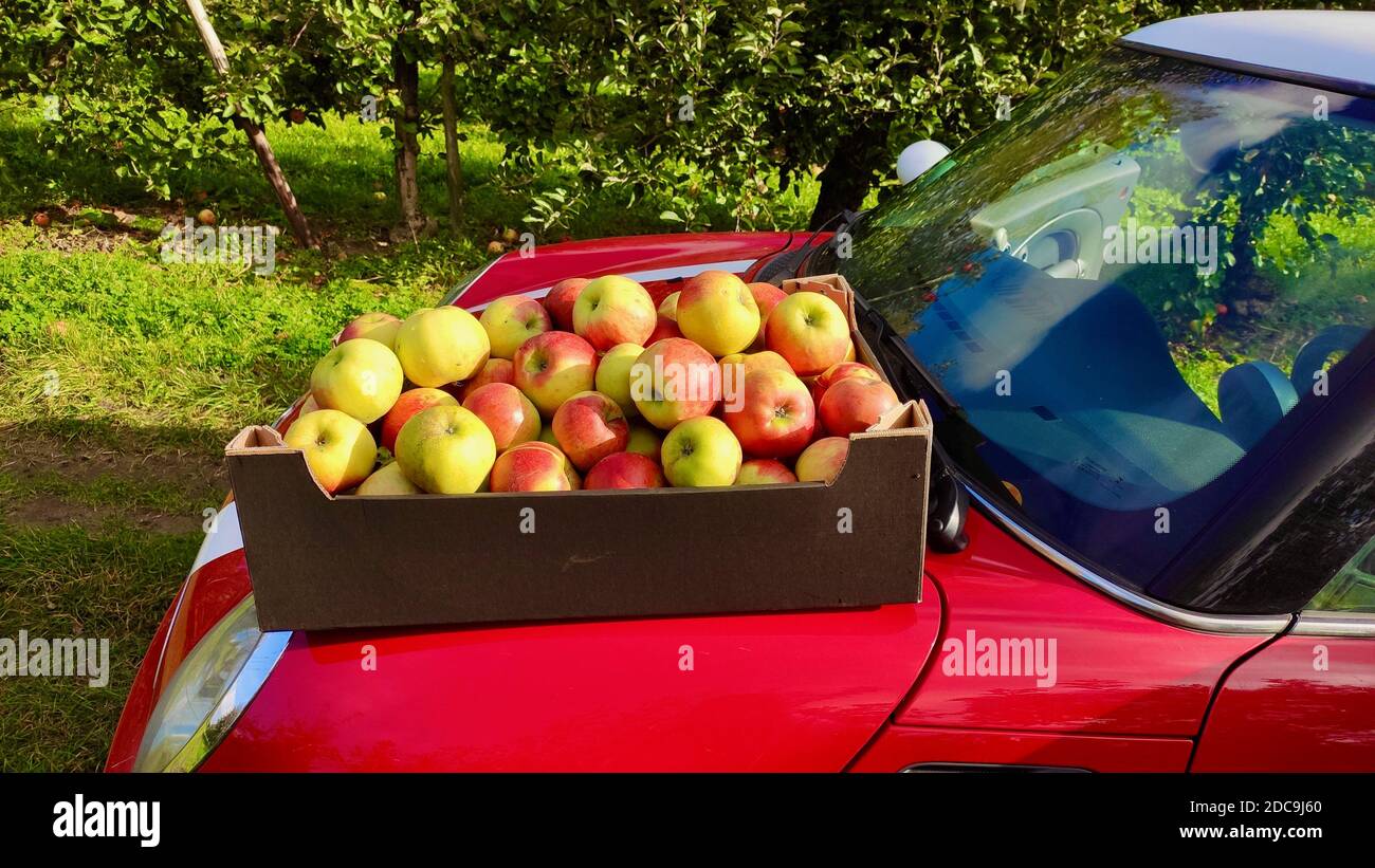 White red MINI Cooper car in Europe apple orchard during apple picking ...